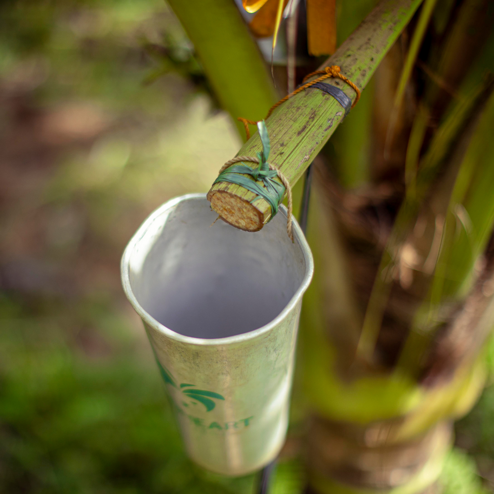 From Our Farm To You – Lionheart Farms