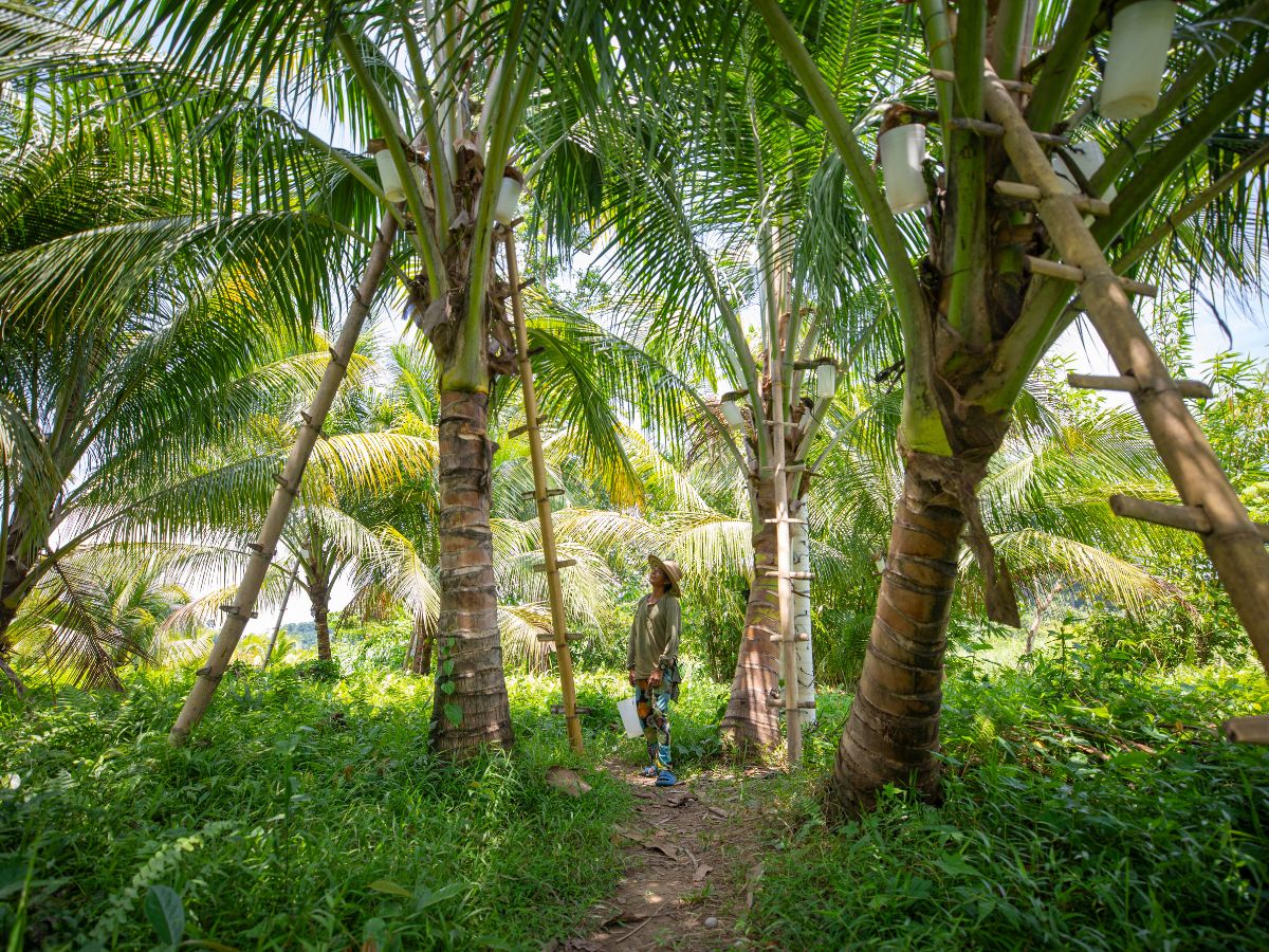 Our Story – Lionheart